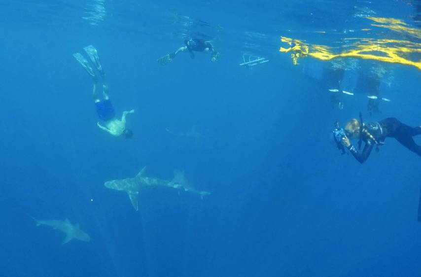 Así es una excursión de buceo con tiburones en Hawái