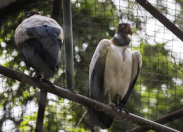Un rey gallinazo nació en el zoológico Santa Fe