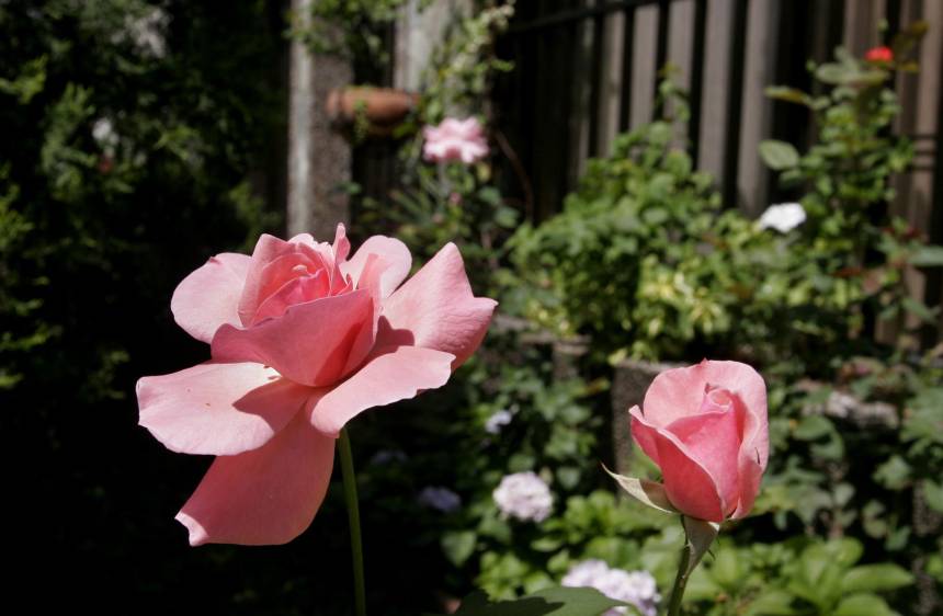 Los secretos de las “matas bonitas” están en la Web