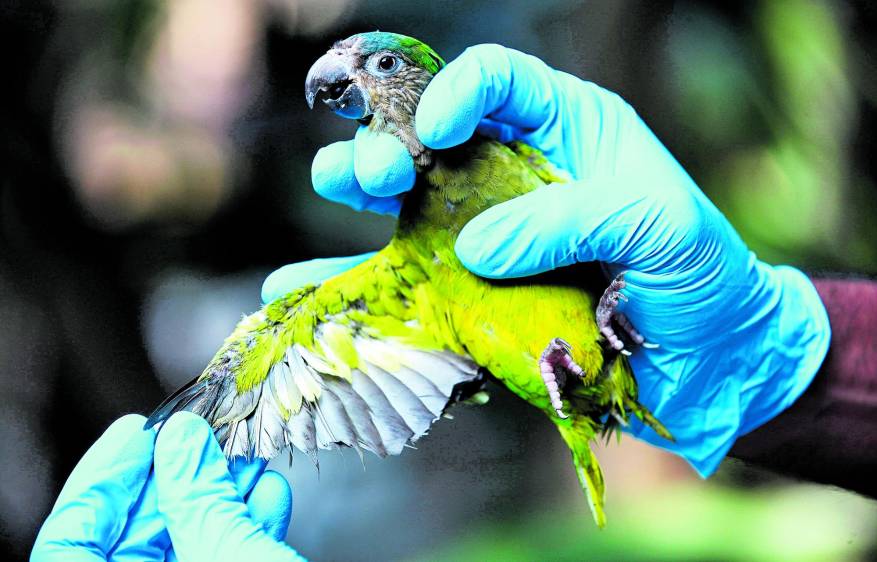 El mejor lugar para la fauna silvestre es su propio hogar