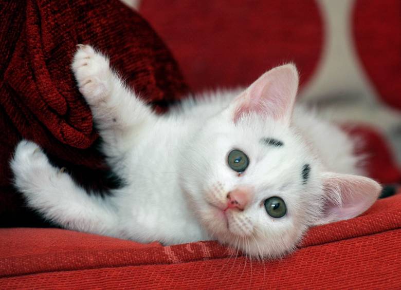 Gary, el “Gatito preocupado” que es furor en redes