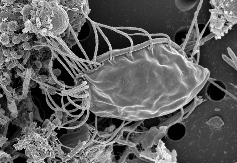 Estos microbios reescriben el libro de la vida