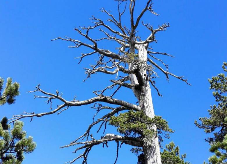 Este árbol ha vivido más que Matusalén