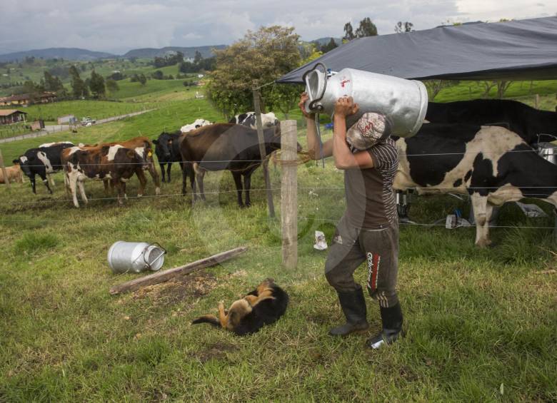 Colanta cuida el campo y le saca leche y ganancias