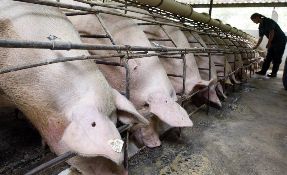 Los 10 destinos que quiere conquistar la porcicultura