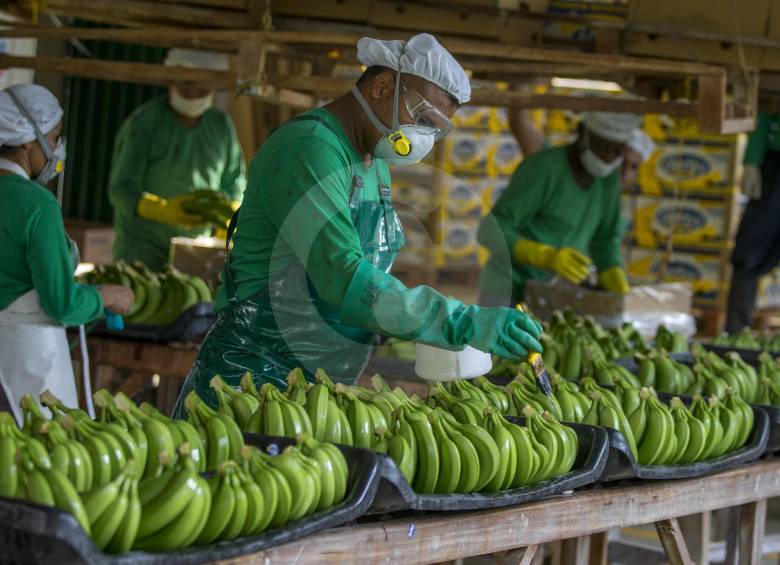 Sector bananero crece en exportaciones, área cultivada y productividad