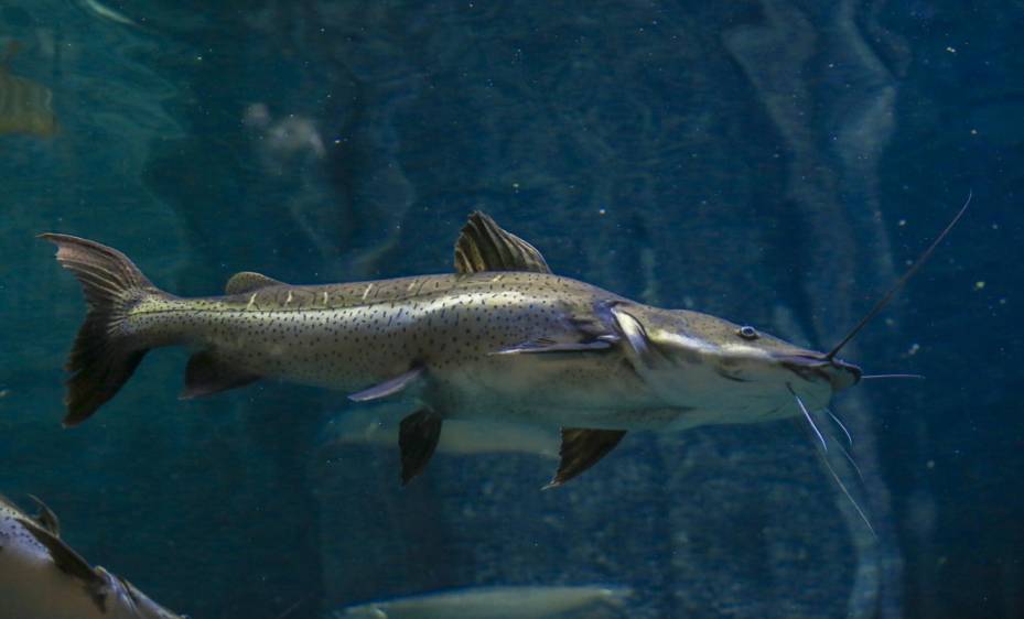 Tan bagre como una mula