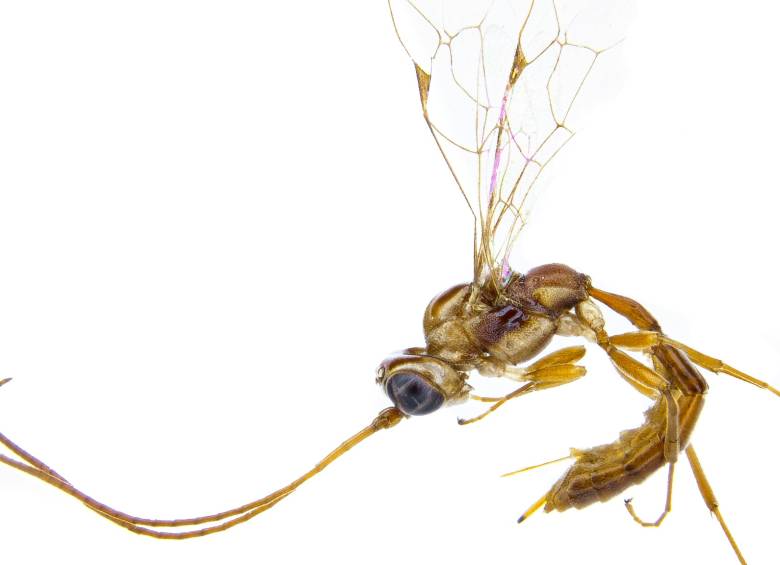 Científico nombra a nueva avispa como un villano de Harry Potter