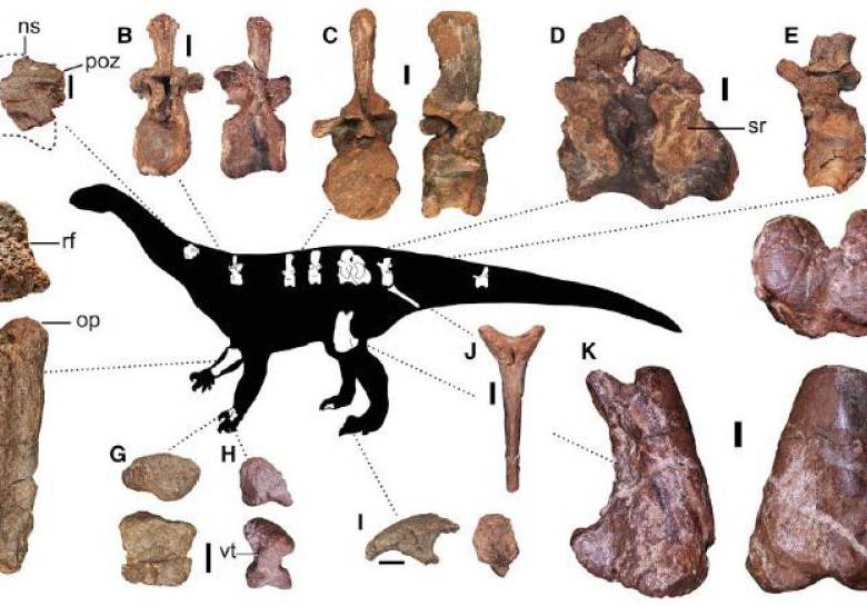 Este sería el dinosaurio más grande sobre la Tierra