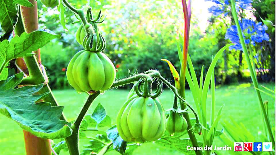 Los secretos de las “matas bonitas” están en la Web