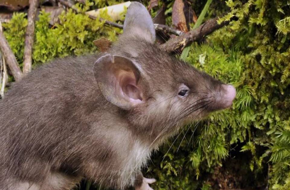 Descubren nueva especie de roedor