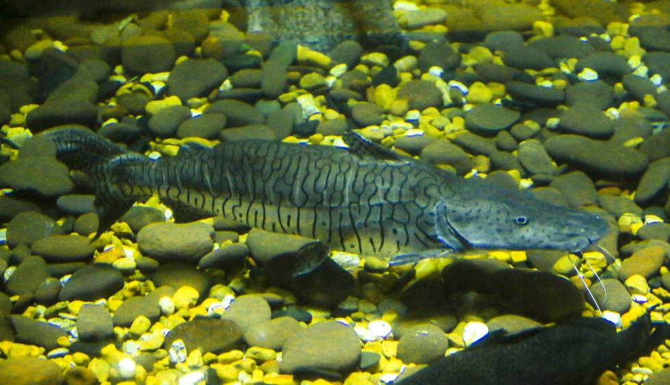 Tan bagre como una mula