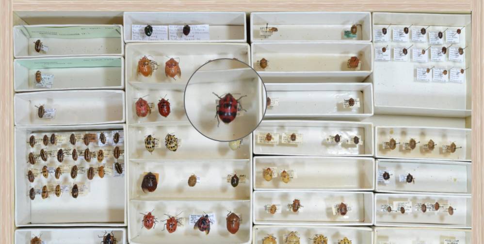 Museo de insectos está al alcance de un clic