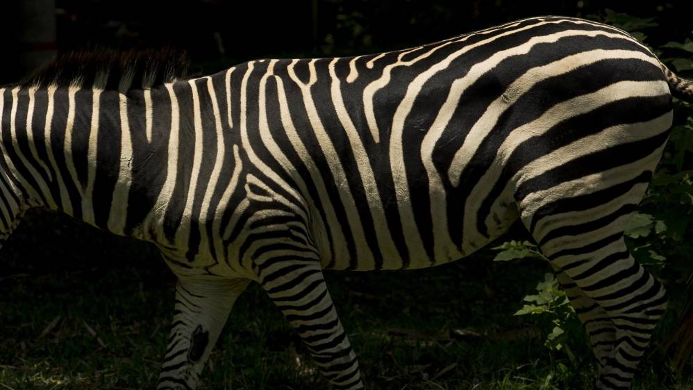 ¿En qué les ayuda a ciertos animales tener rayas en su cuerpo?