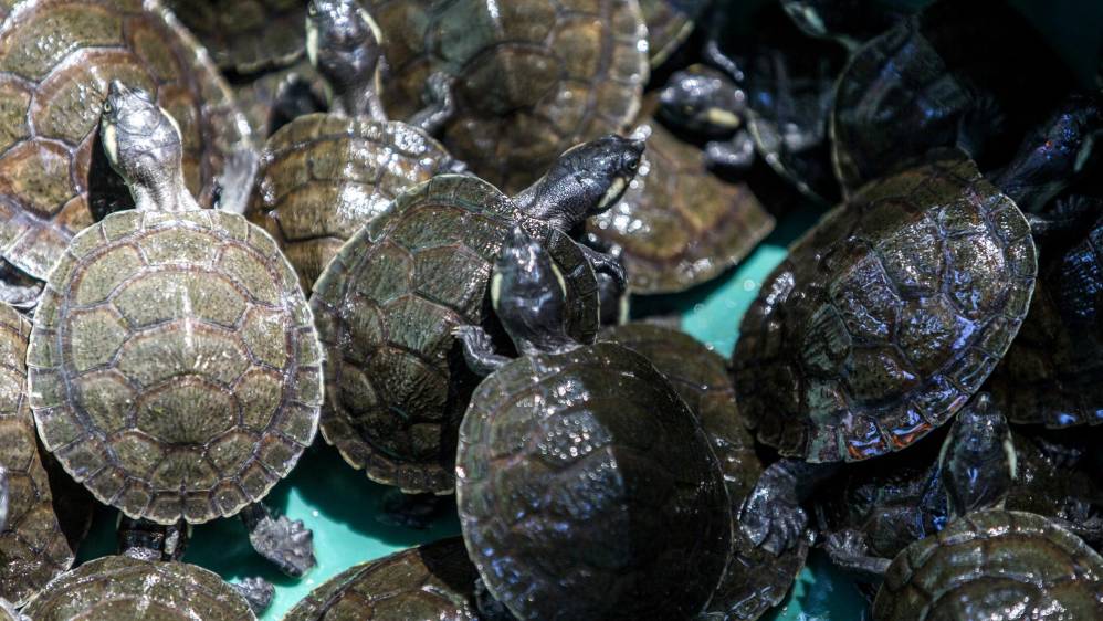 100 tortugas de río fueron liberadas en Río Claro