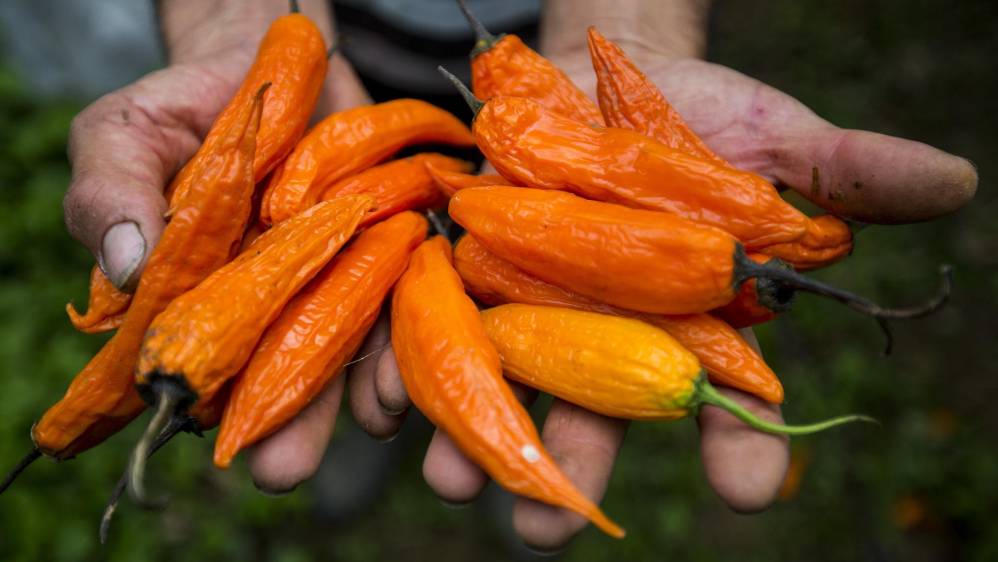 Las manos que nos alimentan