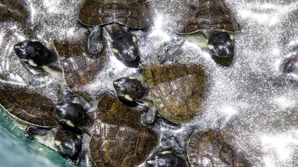 100 tortugas de río fueron liberadas en Río Claro