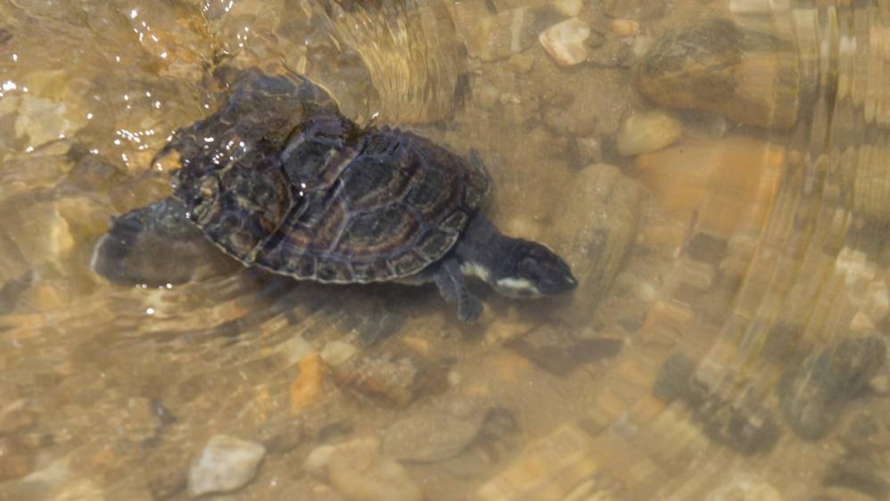 100 tortugas de río fueron liberadas en Río Claro