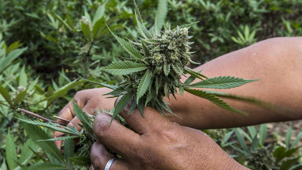 Así producen la cripa más famosa de Suramérica