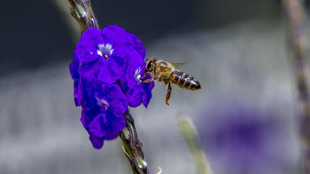 La abejas cuidan los jardines de Parques del Río