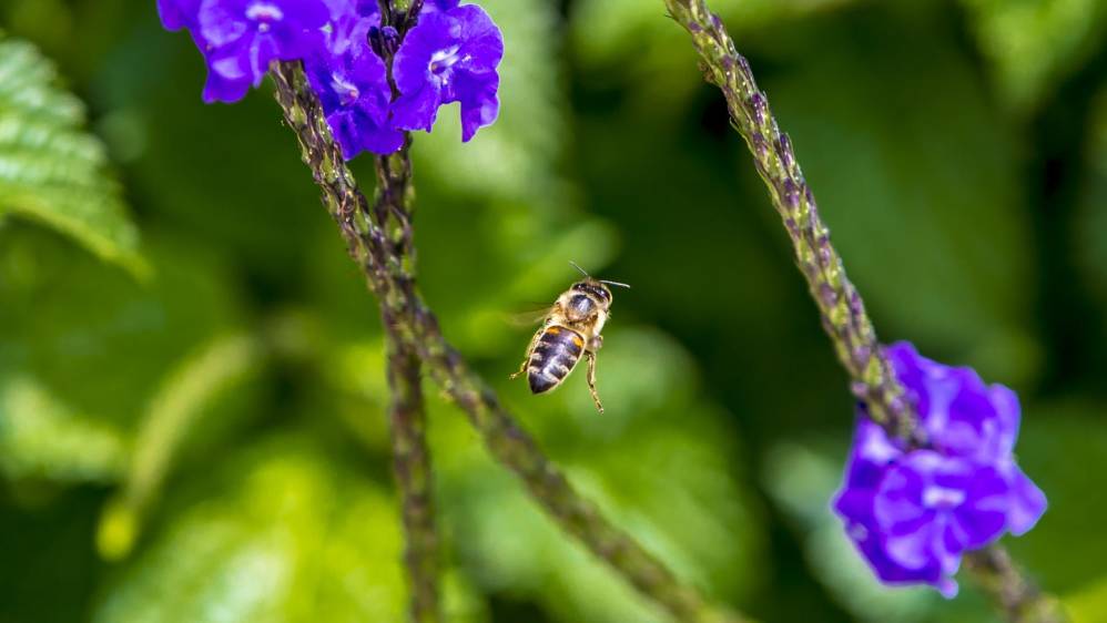 La abejas cuidan los jardines de Parques del Río